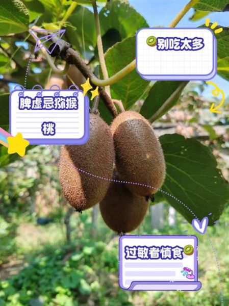 每天吃一个猕猴桃害处_猕猴桃吃多了会怎样-第2张图片-山城妙识
