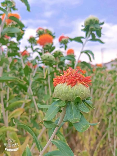 红花有什么功效与作用_红花怎么吃效果最好-第3张图片-山城妙识 红花有什么功效与作用_红花怎么吃效果最好-第3张图片-山城妙识