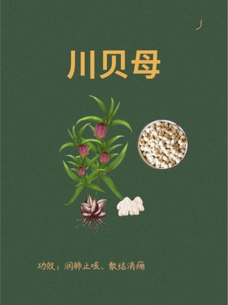 川贝母不适宜人群有哪些_川贝母哪些人不能吃-第2张图片-山城妙识 川贝母不适宜人群有哪些_川贝母哪些人不能吃-第2张图片-山城妙识