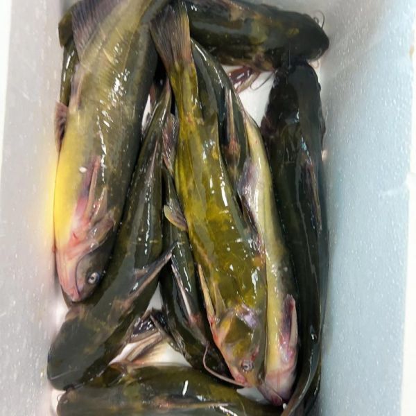 野生嘎鱼多少钱一斤_哪里能买到正宗野生嘎鱼-第2张图片-山城妙识