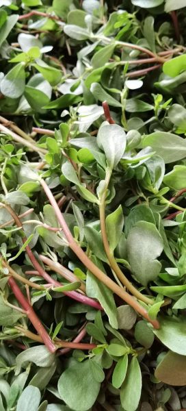 马齿笕图片长什么样_如何识别新鲜马齿笕-第1张图片-山城妙识