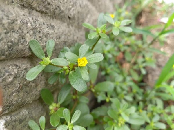 马齿笕图片长什么样_如何识别新鲜马齿笕-第3张图片-山城妙识