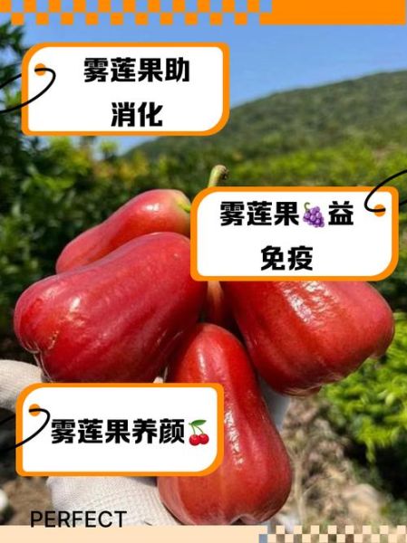 莲雾果的功效与作用_莲雾怎么吃最好-第3张图片-山城妙识 莲雾果的功效与作用_莲雾怎么吃最好-第3张图片-山城妙识