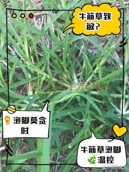 牛筋草泡脚有什么好处_牛筋草泡脚的正确方法-第1张图片-山城妙识