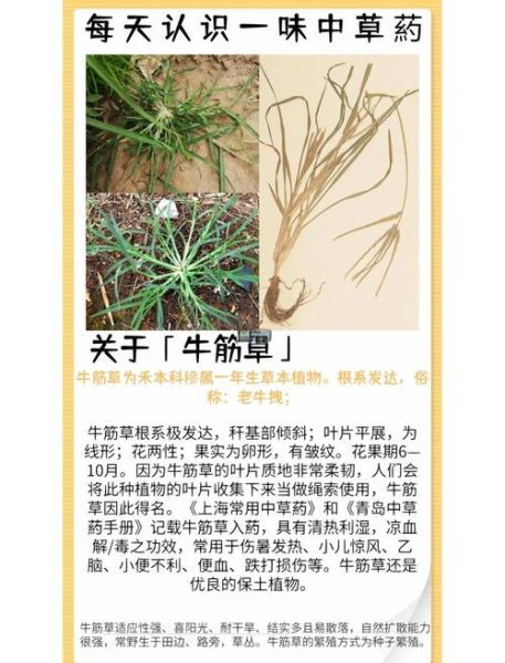 牛筋草泡脚有什么好处_牛筋草泡脚的正确方法-第3张图片-山城妙识