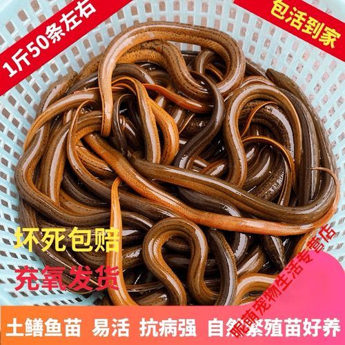 鳝鱼苗价格多少钱一斤_鳝鱼苗养殖技术要点-第3张图片-山城妙识