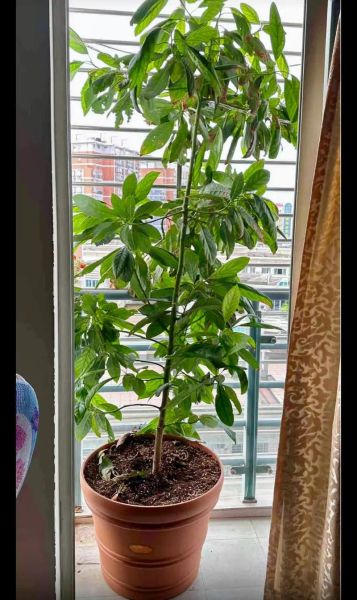 牛油果树几年结果_如何在家盆栽牛油果-第1张图片-山城妙识 牛油果树几年结果_如何在家盆栽牛油果-第1张图片-山城妙识