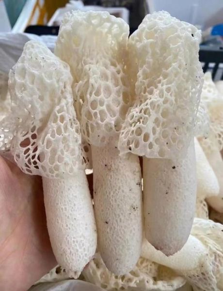 竹荪怎么种植_竹荪种子哪里买-第2张图片-山城妙识