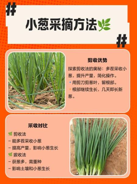 小葱的功效与作用_吃小葱有什么好处-第1张图片-山城妙识
