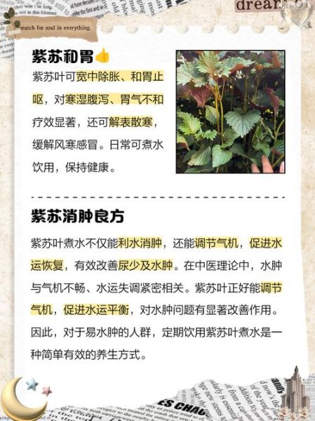 紫苏叶煮水喝的功效与禁忌_紫苏叶水怎么煮才有效-第1张图片-山城妙识