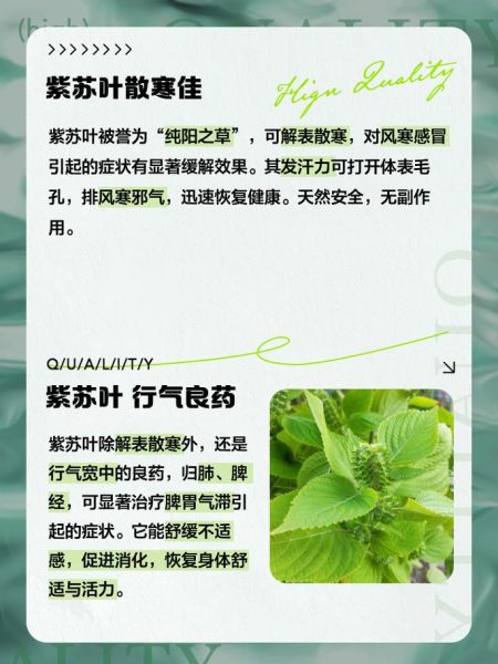 紫苏叶煮水喝的功效与禁忌_紫苏叶水怎么煮才有效-第3张图片-山城妙识