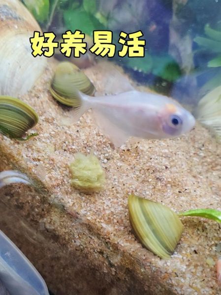 河蚬怎么养_河蚬养殖技巧-第2张图片-山城妙识