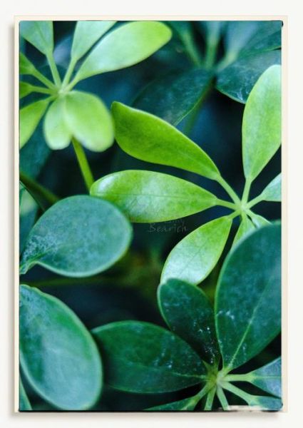 鹅掌柴的寓意和象征_鹅掌柴风水作用-第3张图片-山城妙识