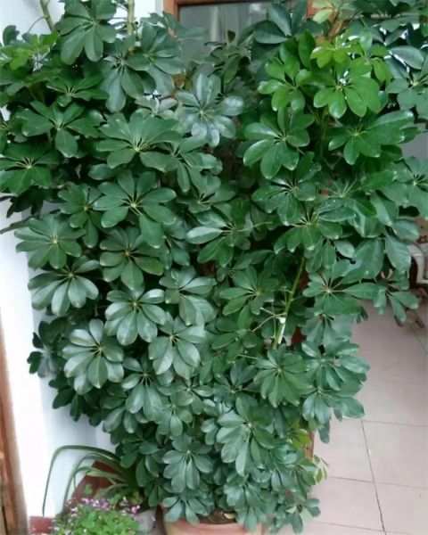 鹅掌柴的寓意和象征_鹅掌柴风水作用-第2张图片-山城妙识