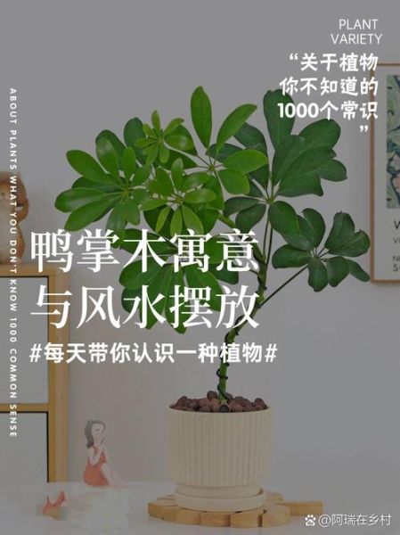 鹅掌柴的寓意和象征_鹅掌柴风水作用-第1张图片-山城妙识