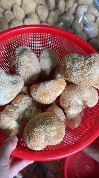 猴头菇多少钱一斤_猴头菇价格为什么差距大-第1张图片-山城妙识