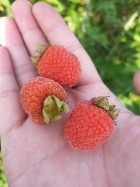 树莓树长什么样_树莓树和覆盆子区别-第3张图片-山城妙识