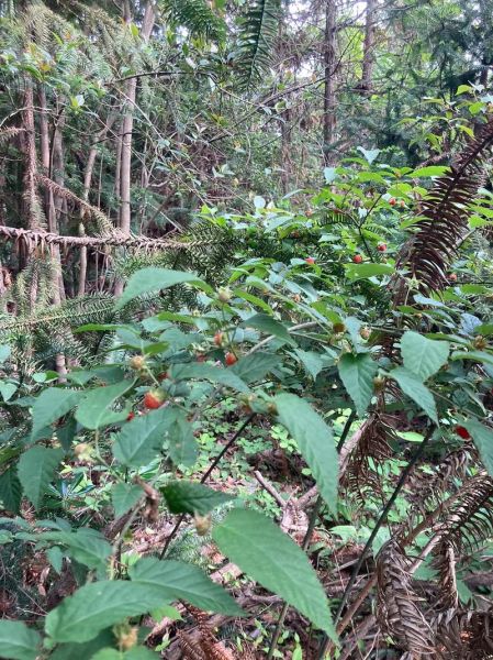 树莓树长什么样_树莓树和覆盆子区别-第1张图片-山城妙识