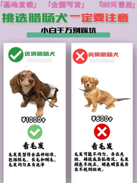 迷你腊肠犬多少钱一只_迷你腊肠犬怎么训练大小便-第3张图片-山城妙识