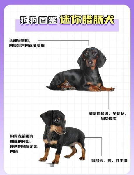 迷你腊肠犬多少钱一只_迷你腊肠犬怎么训练大小便-第2张图片-山城妙识