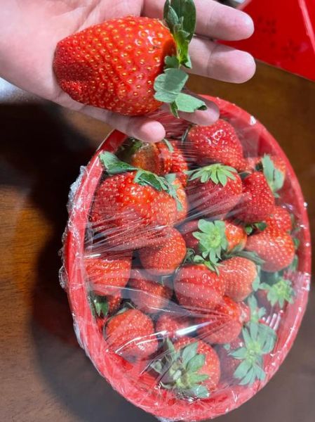 牛奶草莓是什么味道_牛奶草莓和普通草莓区别-第3张图片-山城妙识