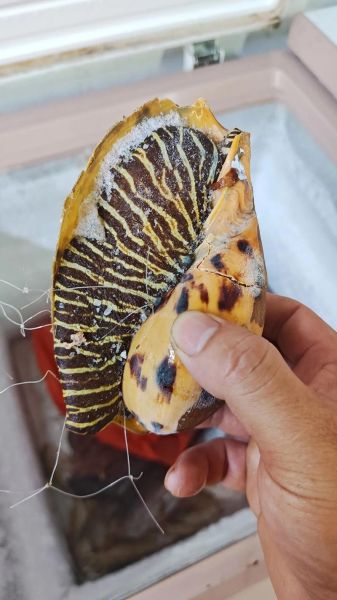 椰子螺哪些部位不能吃_椰子螺内脏清理图解-第1张图片-山城妙识