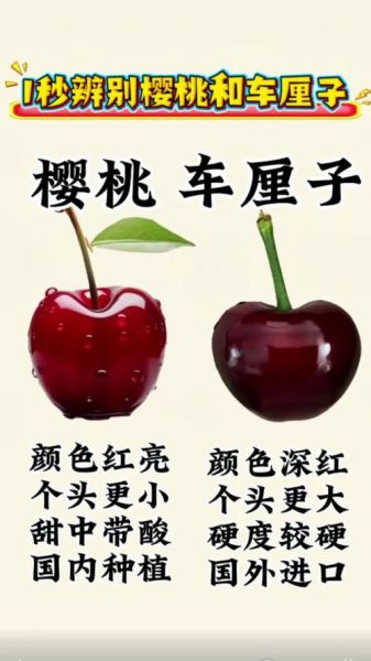 樱桃和车厘子有什么区别_哪个营养价值更高-第2张图片-山城妙识