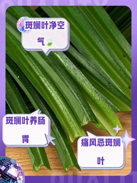 斑斓叶孕妇能吃吗_孕妇吃斑斓叶安全吗-第1张图片-山城妙识