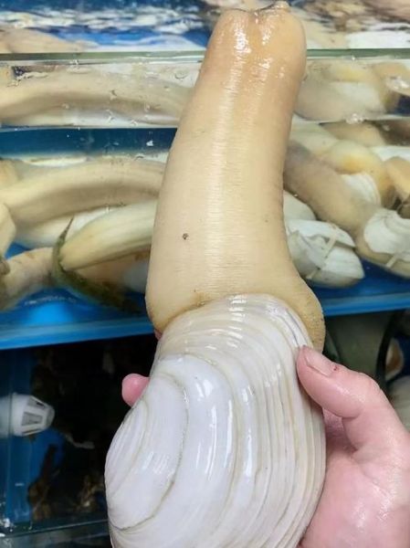 象拔蚌是什么_象拔蚌为什么叫象拔蚌-第2张图片-山城妙识