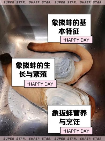 象拔蚌是什么_象拔蚌为什么叫象拔蚌-第3张图片-山城妙识