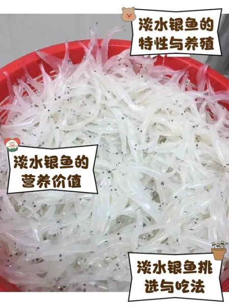 银鱼图片多少钱一斤_银鱼价格最新行情-第2张图片-山城妙识