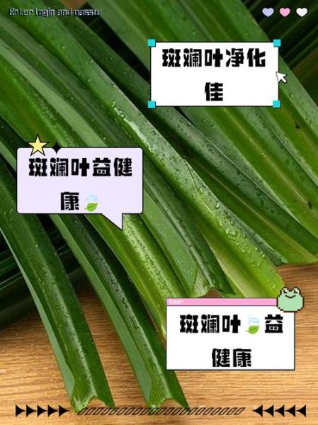 斑斓叶孕妇能吃吗_孕妇吃斑斓叶安全吗-第2张图片-山城妙识