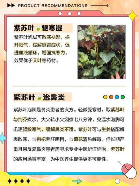 紫苏叶泡脚的功效与作用_紫苏叶泡脚可以天天泡吗-第2张图片-山城妙识 紫苏叶泡脚的功效与作用_紫苏叶泡脚可以天天泡吗-第2张图片-山城妙识