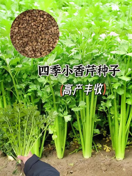 香芹菜长什么样_香芹菜和芹菜的区别-第2张图片-山城妙识