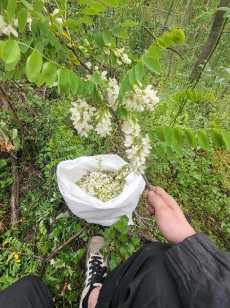 吃槐花的副作用_槐花过敏怎么办-第3张图片-山城妙识