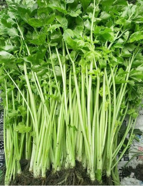 香芹菜长什么样_香芹菜和芹菜的区别-第3张图片-山城妙识