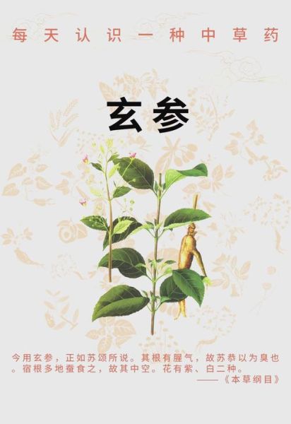 玄参的功效与作用及禁忌是什么_玄参泡水喝的正确方法-第1张图片-山城妙识