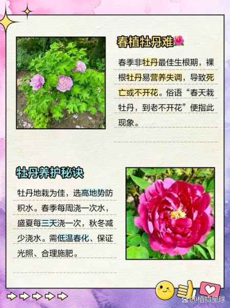 牡丹花怎么养_牡丹花什么时候开花-第3张图片-山城妙识