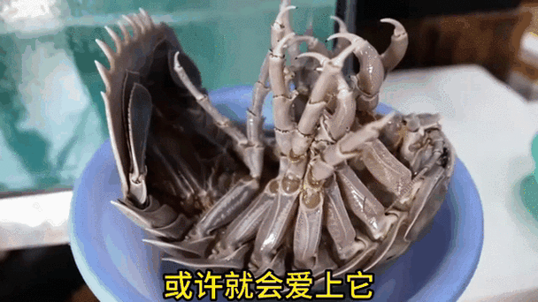 日本十大残忍美食有哪些_为什么有人敢吃-第2张图片-山城妙识 日本十大残忍美食有哪些_为什么有人敢吃-第2张图片-山城妙识