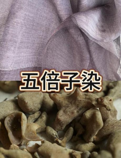 五倍子外用治什么病_五倍子怎么使用效果最好-第2张图片-山城妙识