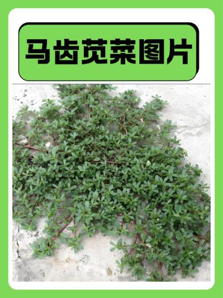 马齿苋长什么样_马齿苋怎么吃-第1张图片-山城妙识 马齿苋长什么样_马齿苋怎么吃-第1张图片-山城妙识