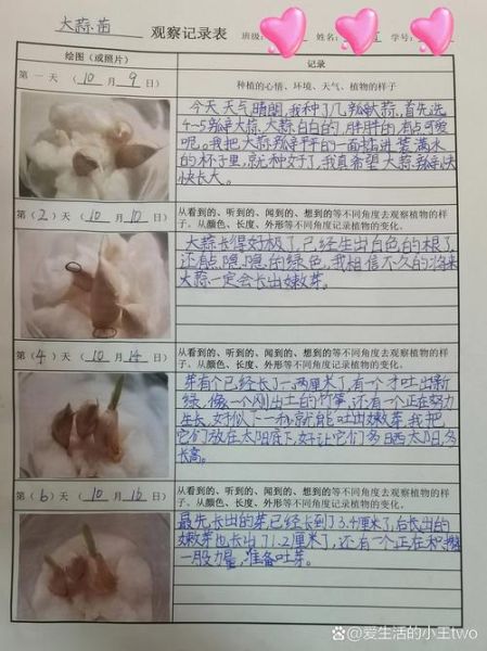 蒜苗种植日记_多久能收获-第3张图片-山城妙识