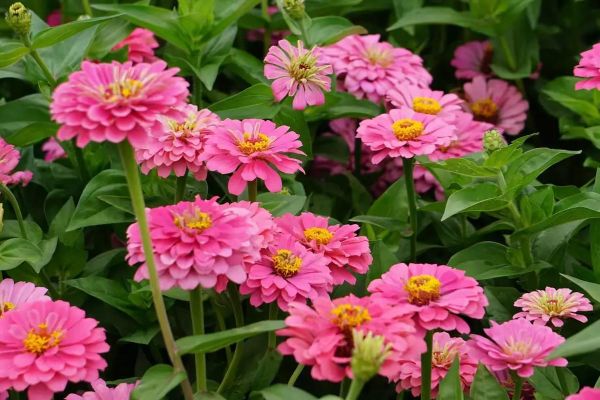 百日草花期多长_百日草什么时候播种最好-第3张图片-山城妙识