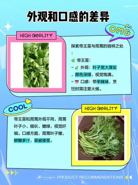 茼蒿菜和皇帝菜一样吗_区别与营养价值对比-第1张图片-山城妙识