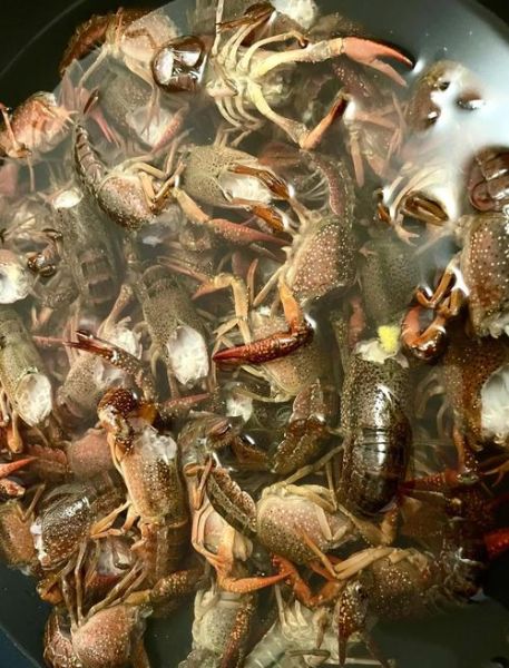 小龙虾养殖技术视频_新手怎么养小龙虾-第1张图片-山城妙识