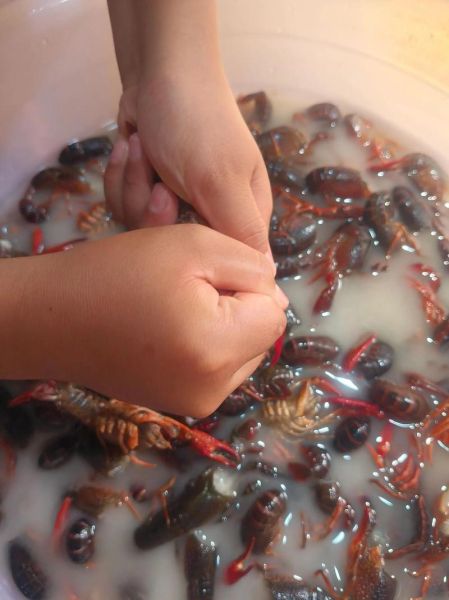 小龙虾养殖技术视频_新手怎么养小龙虾-第2张图片-山城妙识