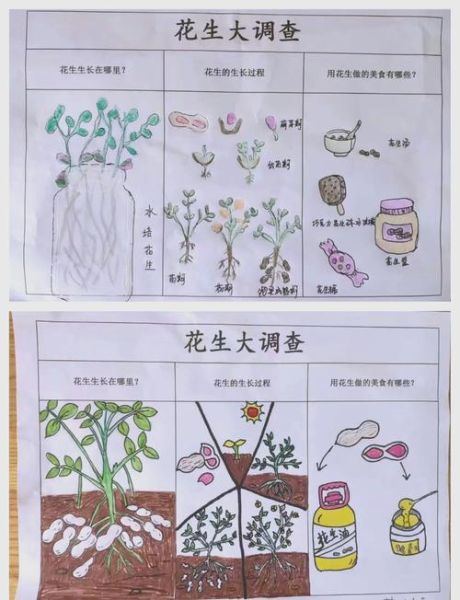 花生从播种到收获需要多久_花生生长周期详解-第2张图片-山城妙识