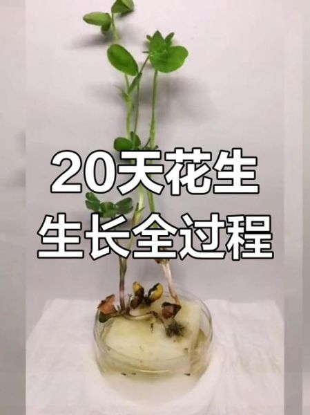 花生从播种到收获需要多久_花生生长周期详解-第3张图片-山城妙识