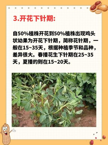 花生从播种到收获需要多久_花生生长周期详解-第1张图片-山城妙识