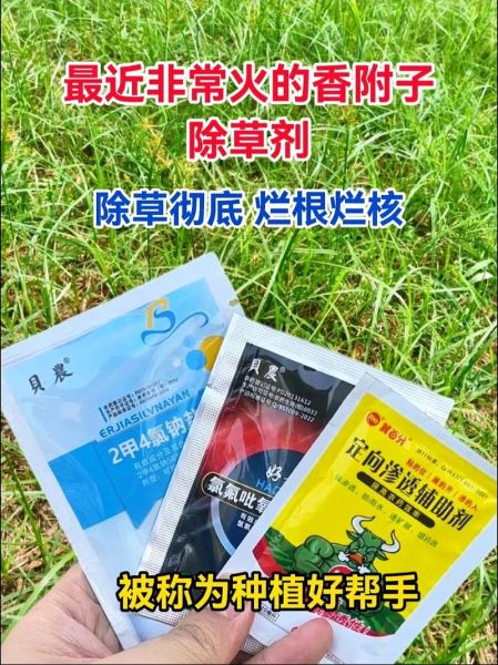 香附子除草剂哪个好_香附子专用除草剂怎么用-第1张图片-山城妙识
